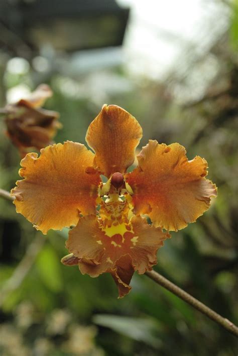 Oncidium Crispum