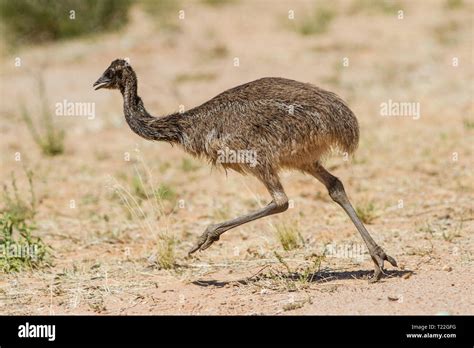 Emu Running Hi Res Stock Photography And Images Alamy