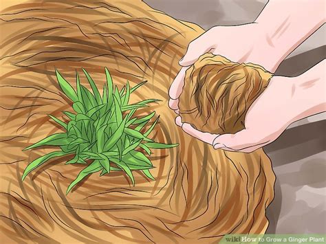 How To Grow A Ginger Plant Steps With Pictures WikiHow