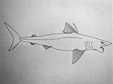 Helicoprion Buzz Saw Shark Of Idaho By Saberrex On Deviantart