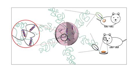 Self Assembled Nanoconstructs Modified With Amplified Aptamers Inhibited Tumor Growth And