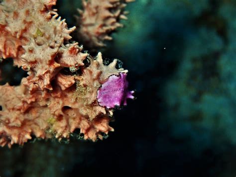 Polyclad Flatworm Moalboal Reef Species