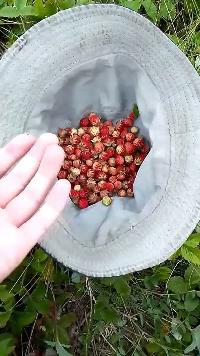 мы открыли сезон земляники 🍓 🎀🎸 земляника лето вайб Youtube