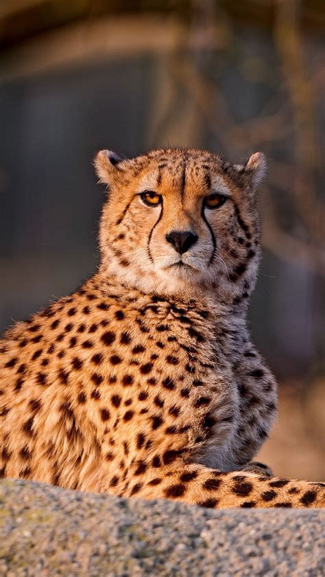 Cheetah Iphone Wallpaper 52 Koleksi Gambar