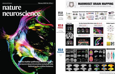 Marmoset Brain Mapping