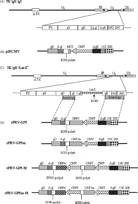 Schematic Diagrams Of The Prv Recombinants And Transfer Plasmid A Download Scientific