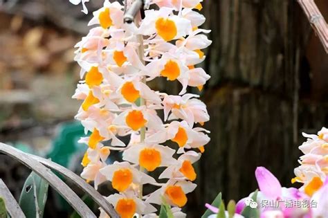 保山龙陵石斛花开产业旺 云南省林业和草原局
