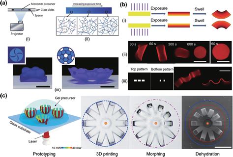 Fabrication Of Hydrogels With Different Cross‐linking Density A Download Scientific Diagram