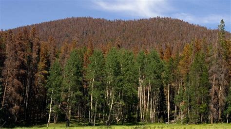Colorado State Forest Service Says Beetle Kill Was Widespread Across State In 2018