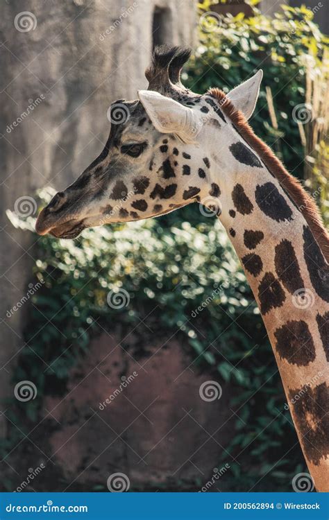 Toma Vertical De La Cabeza De Una Jirafa En El Zoológico Foto de archivo Imagen de salvaje