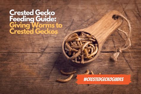 Worm Feeding Guide What Worms Can You Feed To Your Crested Gecko