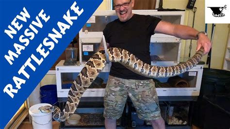 Unbelievable Batwing Rattlesnake Jaw Dropping Feeding Footage Youtube