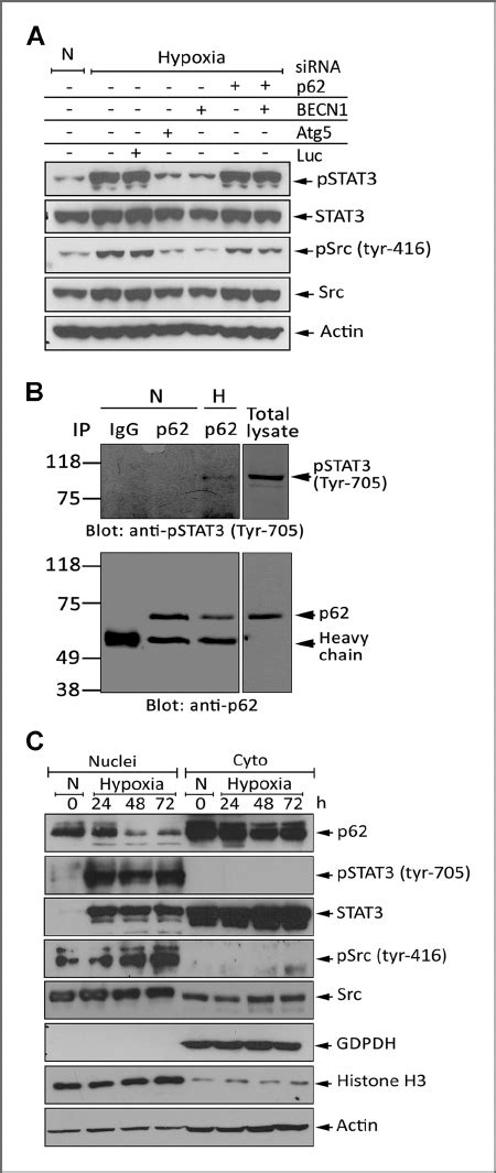 Involvement Of P62 In Autophagy Dependent Degradation Of Download