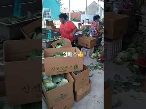 양배추 수입 하나식자재마트 YouTube