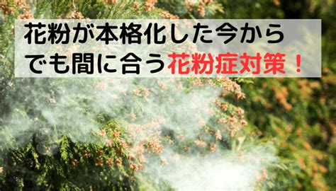 【緊急】花粉の飛散が本格化 愛知県大府市の自律神経専門整体院 和屋