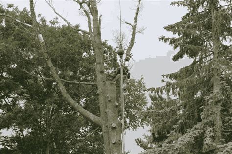 Tree Services In Muskoka Simcoe County Wes Tree Service Inc