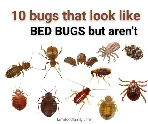 15 bugs that look like bed bugs but aren t with pictures bed bug