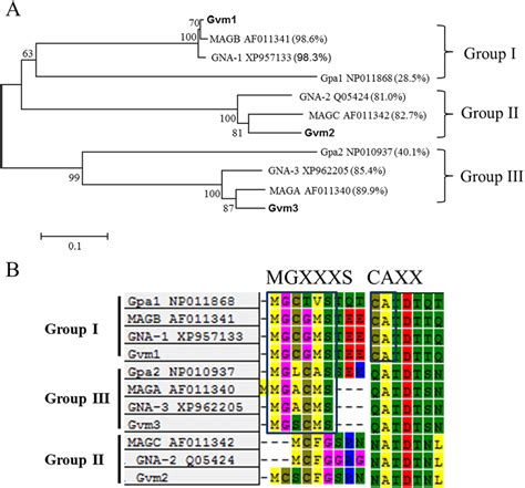 Three Gα Subunits In Valsa Mali A Phylogenetic Analysis With G Download Scientific Diagram