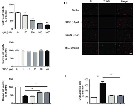 The Protective Effect Of Egcg On H 2 O 2 Induced Decreased Cell