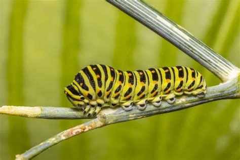 Cierre De Una Oruga De Mariposa Monarca Alimentada Con Hojas Imagen De