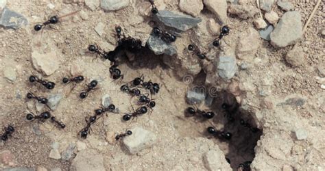 Ant Colony Building Nest Stock Video Video Of Creature 278234001