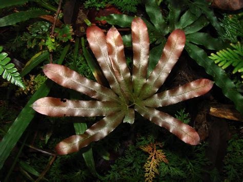 Filicales Schizaeaceae Flickr