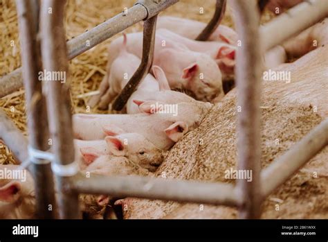 Fattoria Del Granaio Bianco Immagini E Fotos Stock Alamy