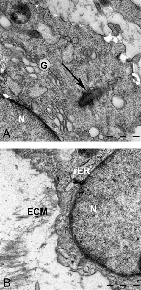 Tem Image Of Mscs In Pellet Culture After 21 Days In Chondrogenic
