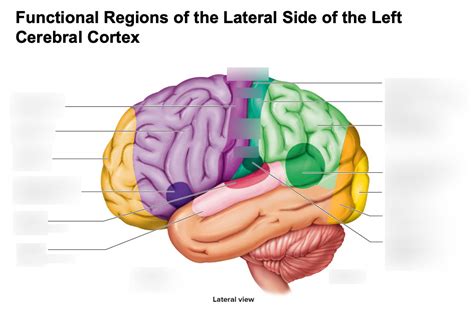 Diagram Of Functional Regions Of The Lateral Side Of The Left Cerebral