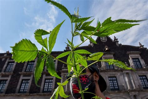 Scjn Despenalizó El Uso Lúdico Y Recreativo De La Marihuana El Clarinete