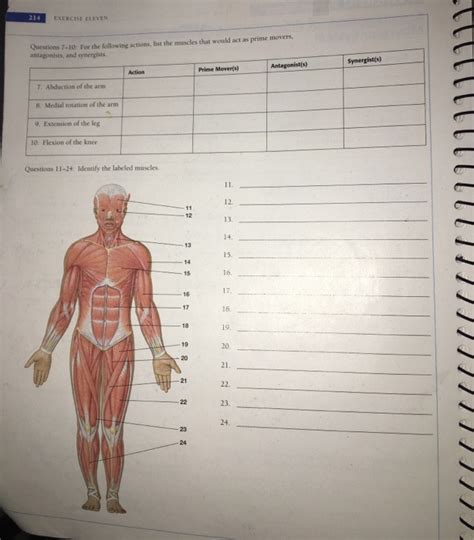 Solved Name Exercise 11 Review Sheet Gross Anatomy Of The