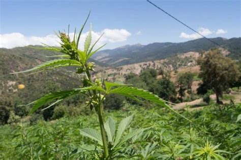 Une agence nationale de réglementation du cannabis au Maroc