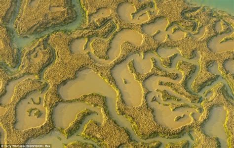 Essex Saltmarshes Seen From Above That Make Them Look Like A Brain