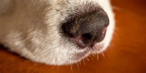 Por qué mi perro tiene la nariz reseca Causas y tratamiento Canal