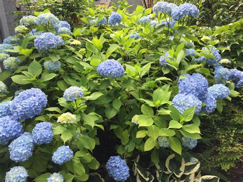 Blue Hydrangeas The Common