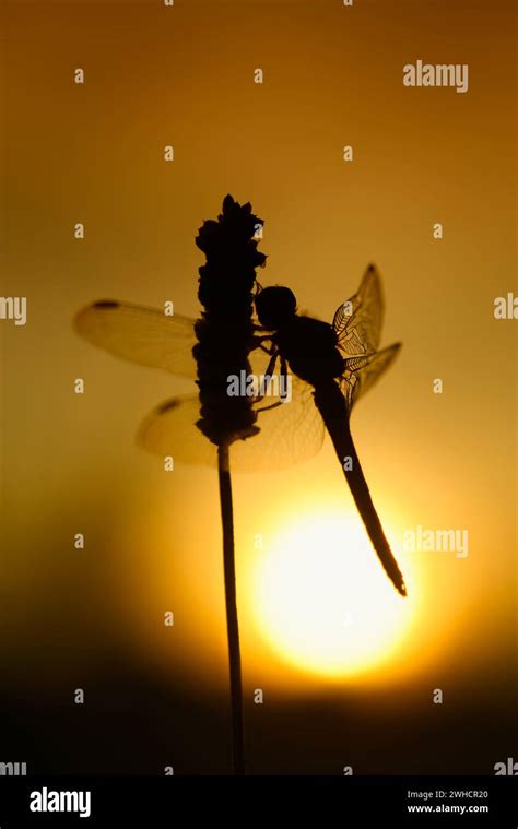 Small Blue Arrow Orthetrum Coerulescens Male At Sunrise North Rhine Westphalia Germany