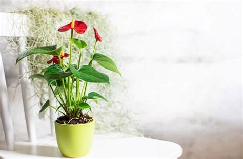 22 Pretty Houseplants With Red And Green Leaves Balcony Garden Web