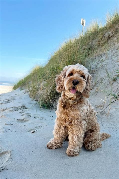 Cockapoo The Affectionate And Intelligent Designer Dog In 2025