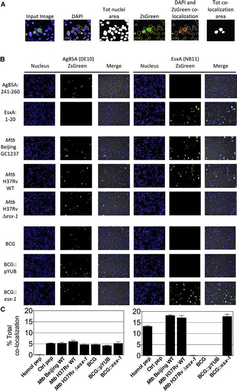 Detection Of Intraphagocyte Ag85a B Or Esxa By Use Of Reporter T Cell