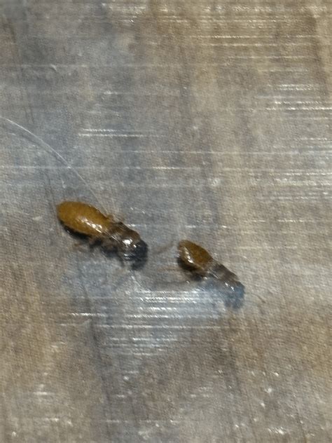 Are These Termitesgeorgia Us Rinsects