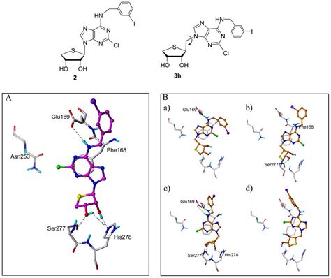 Predicted Binding Modes Of Compounds 2 And 3h In The A 2a Ar Crystal