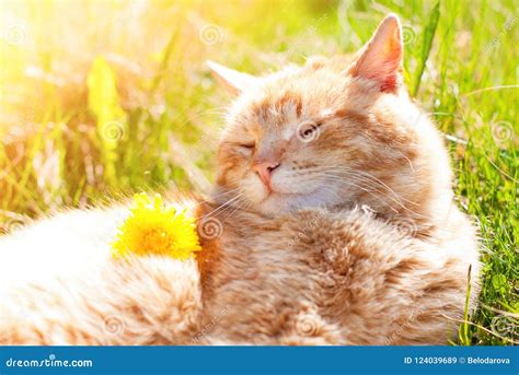 Cat In The Green Grass In Summer Stock Image Image Of Lovely Mammal