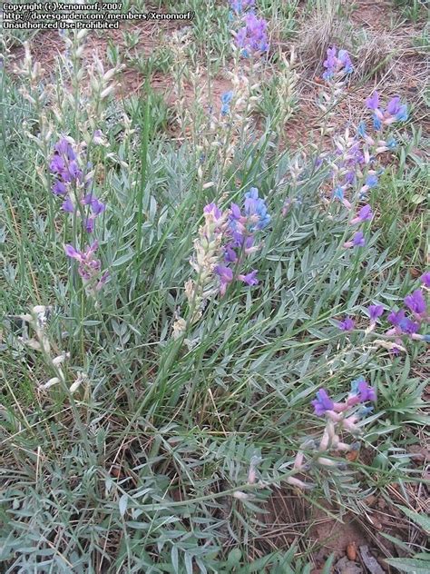Plantfiles Pictures Purple Locoweed Lamberts Crazyweed Oxytropis
