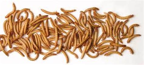 Live Mealworms Fast Shipping Australia Wide