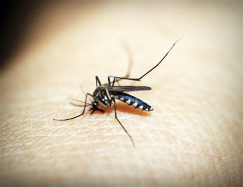 Diy Tea Tree Oil Mosquito Repellent And Mosquito Bites Treatment
