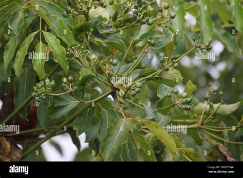 Phellodendron Amurense Amur Cork Tree It Has Been Used As A Chinese