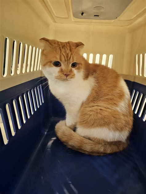 인천점 23년9월26일 믹스묘 여아 인천고양이분양 수원고양이분양 서울고양이분양 대전고양이분양 평택고양이분양 시흥고양이분양