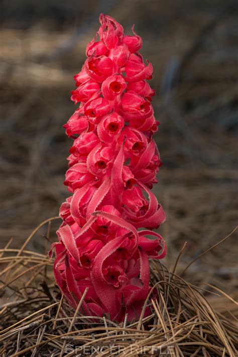Snowplant Sarcodes Sanguinea Artofit