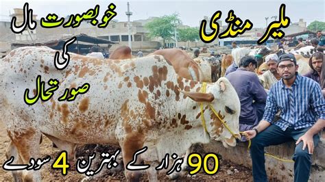 Malir Mandi Karachi Cattle Rates Update 30 August 2022 Cow Mandi