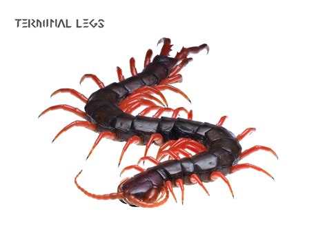 アカズムカデ Terminal Legs